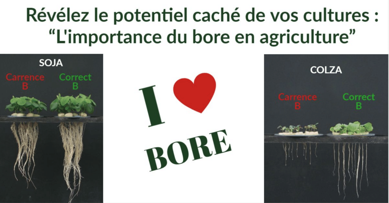 Le Bore: Un Micronutriment Crucial pour la Santé des Plantes 🌿 ...