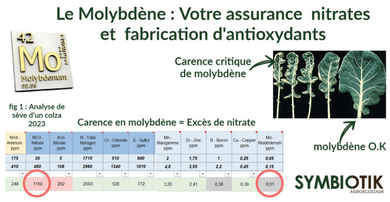 Le molybdène : un élément essentiel - SYMBIOTIK-AGROECOLOGIE