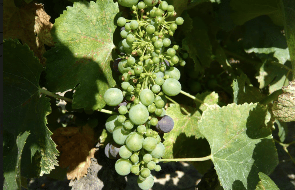 Le Bore: Un Micronutriment Crucial pour la Santé des Plantes 🌿 ...